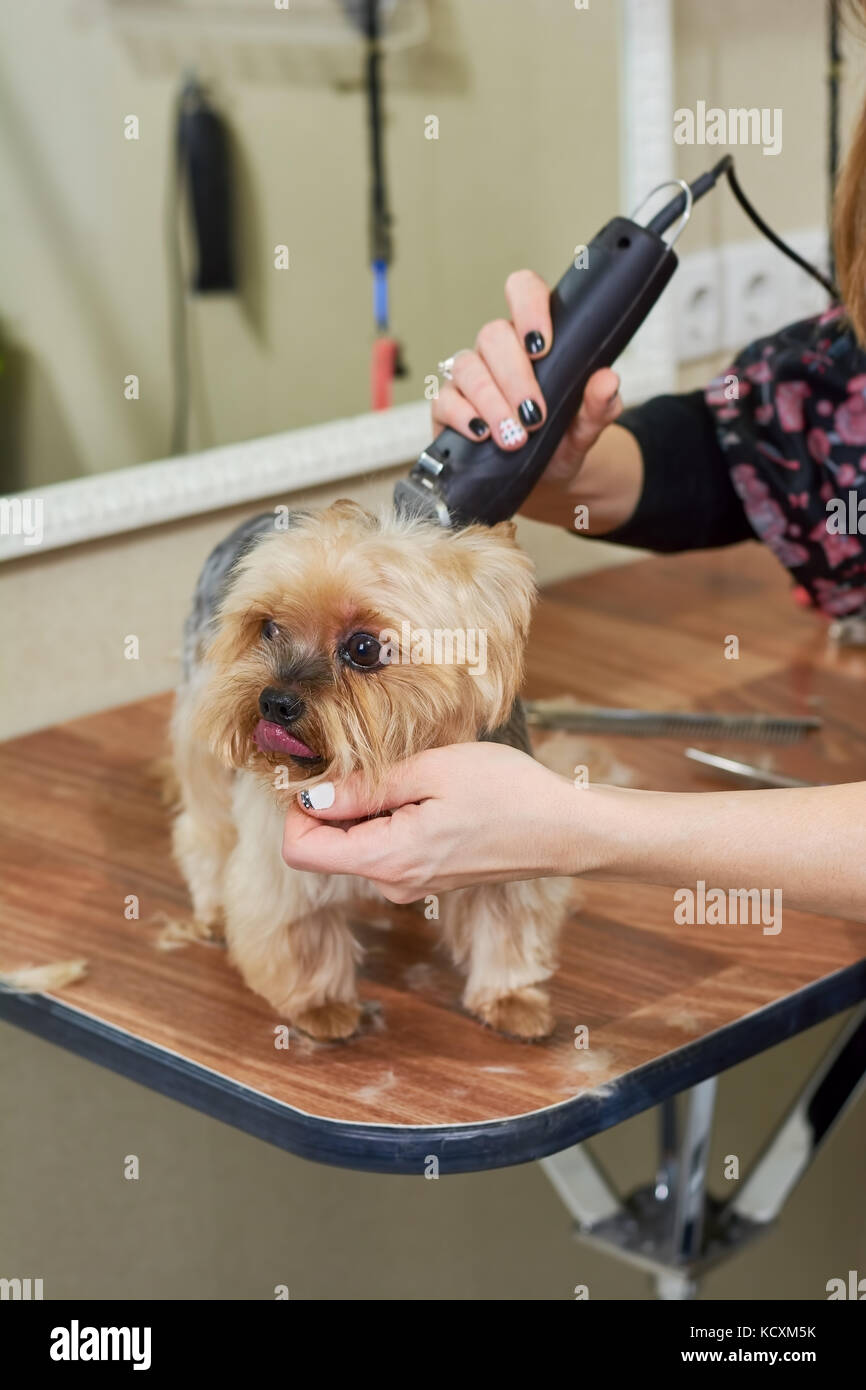 York terrier grooming, female hands. Dog getting a haircut Stock Photo ...