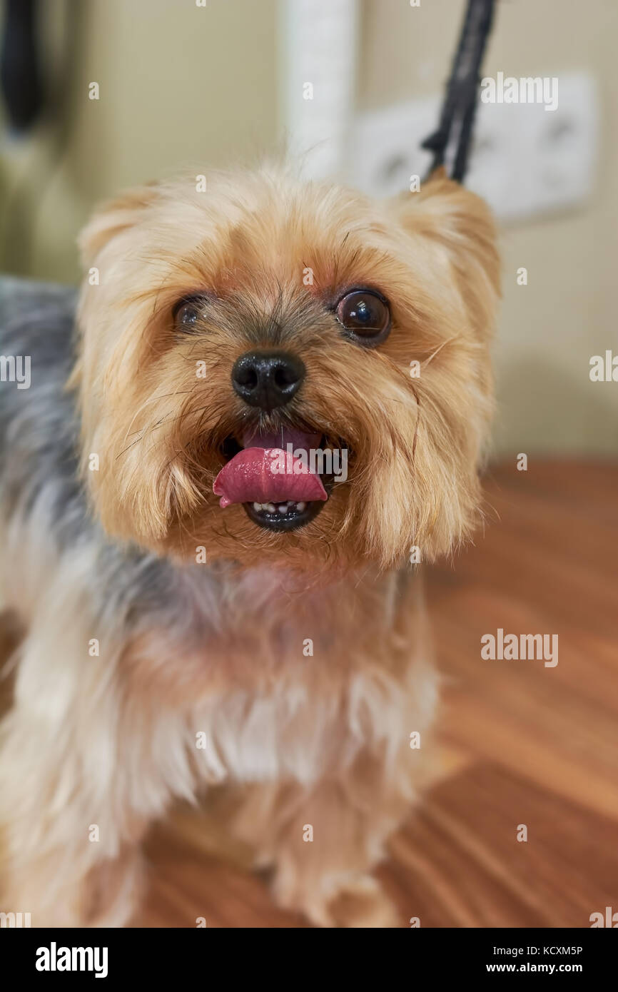 Yorkie face hair hi-res stock photography and images - Alamy