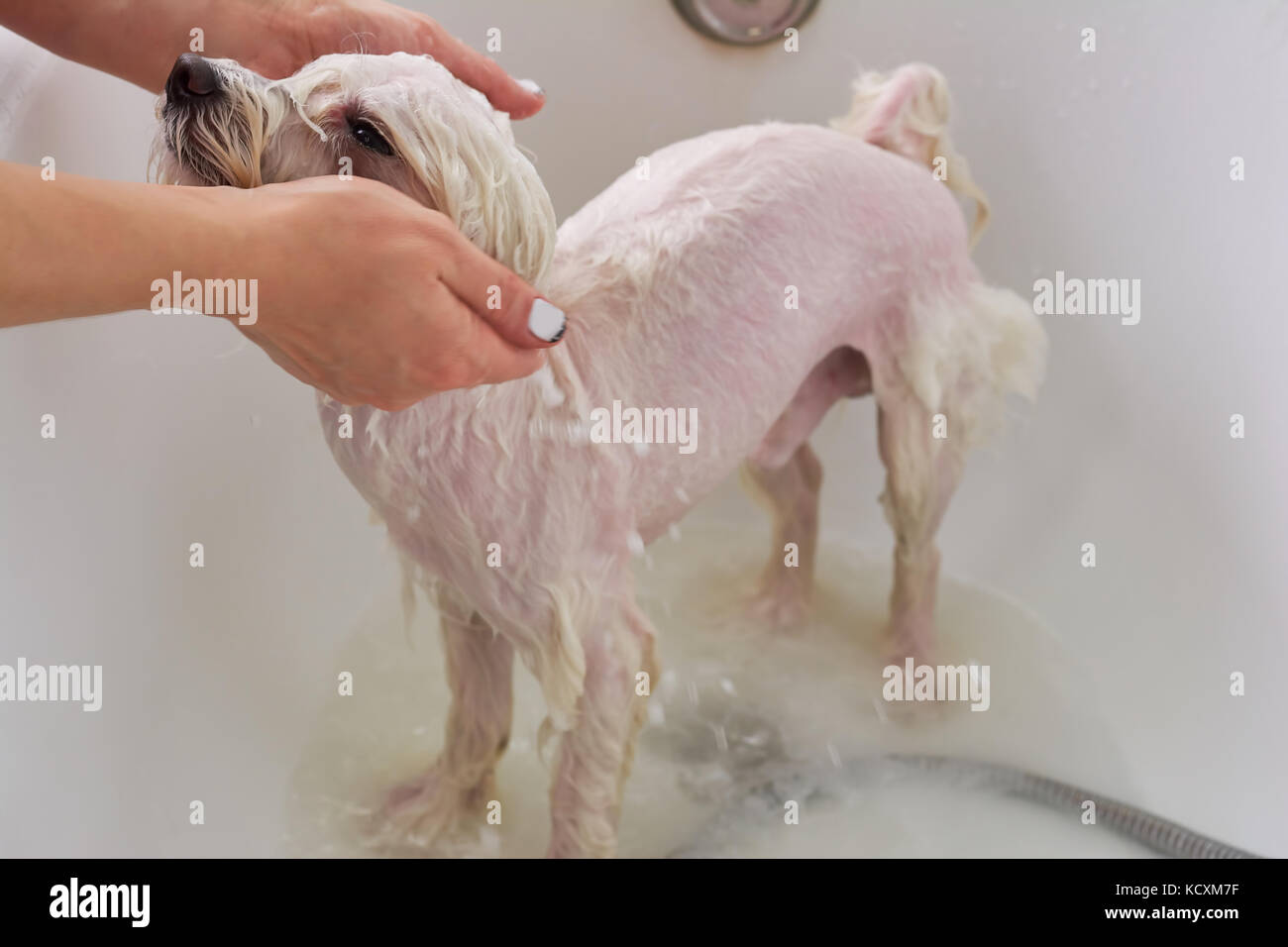 Female hands washing cute dog. White maltese taking bath. Dog hygiene ...