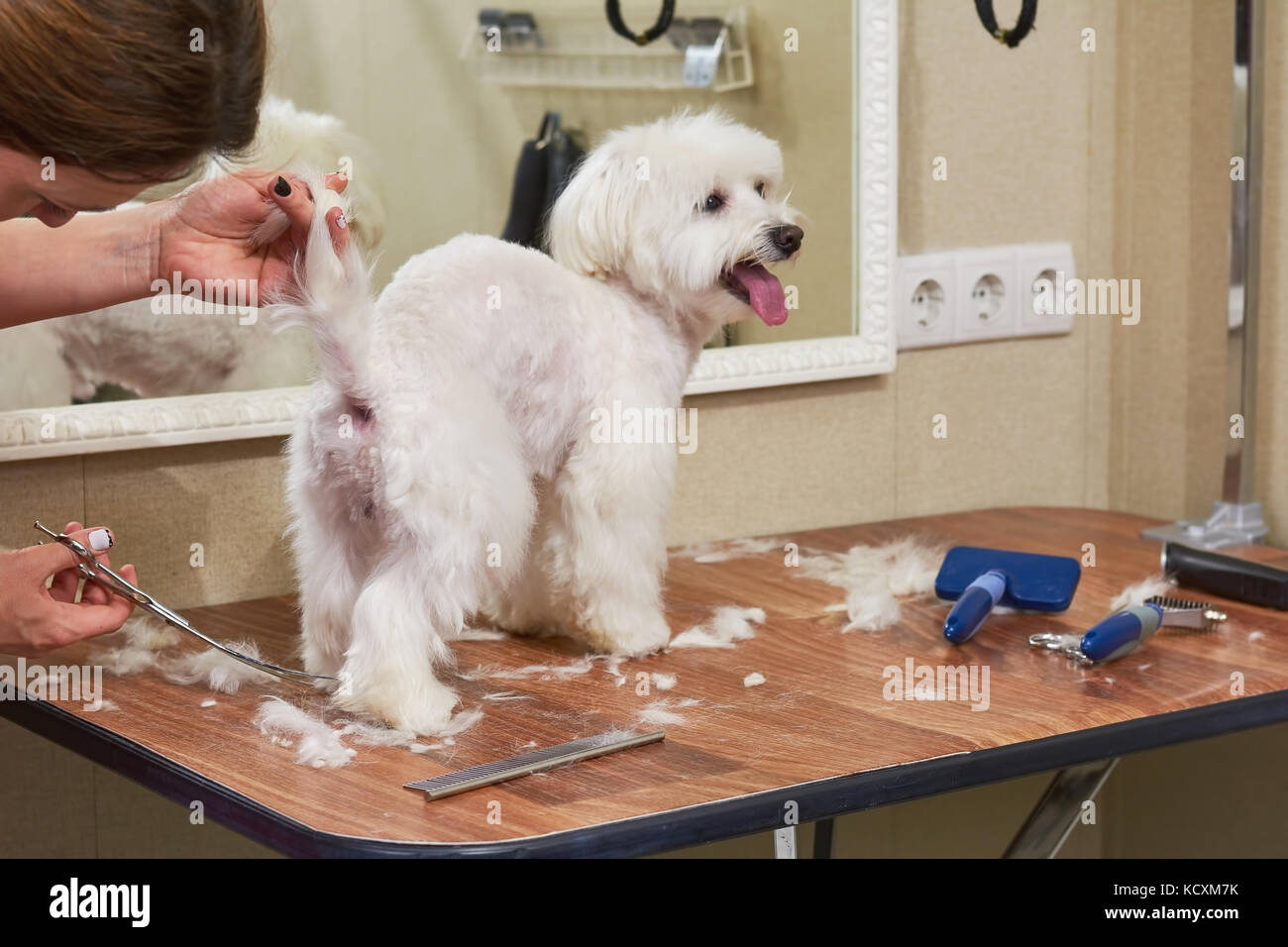 White maltese dog getting haircut. Cute dog with tongue out Stock Photo ...