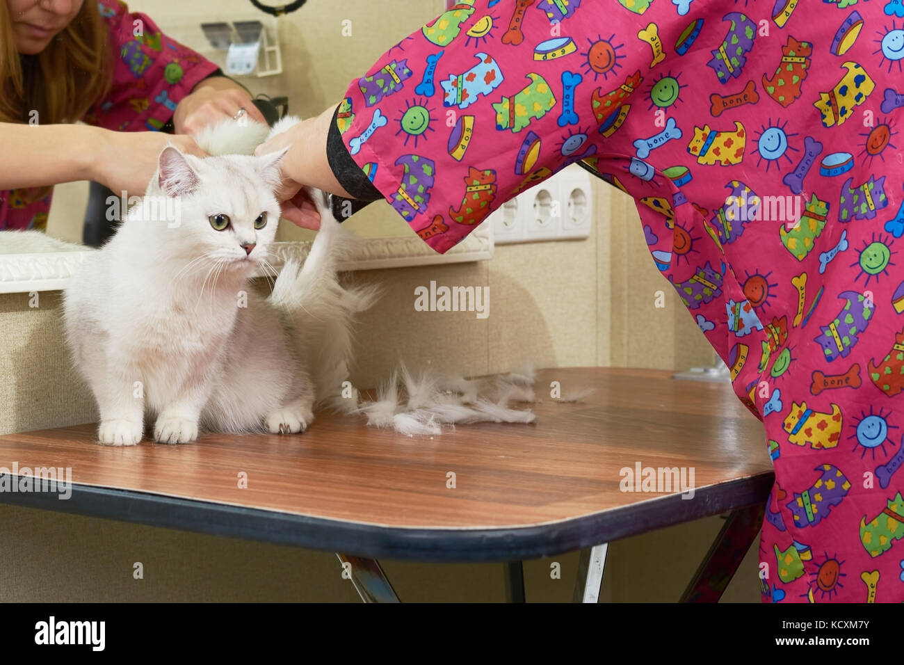 Beautiful cat getting haircut. British shorthair grooming, pet salon ...