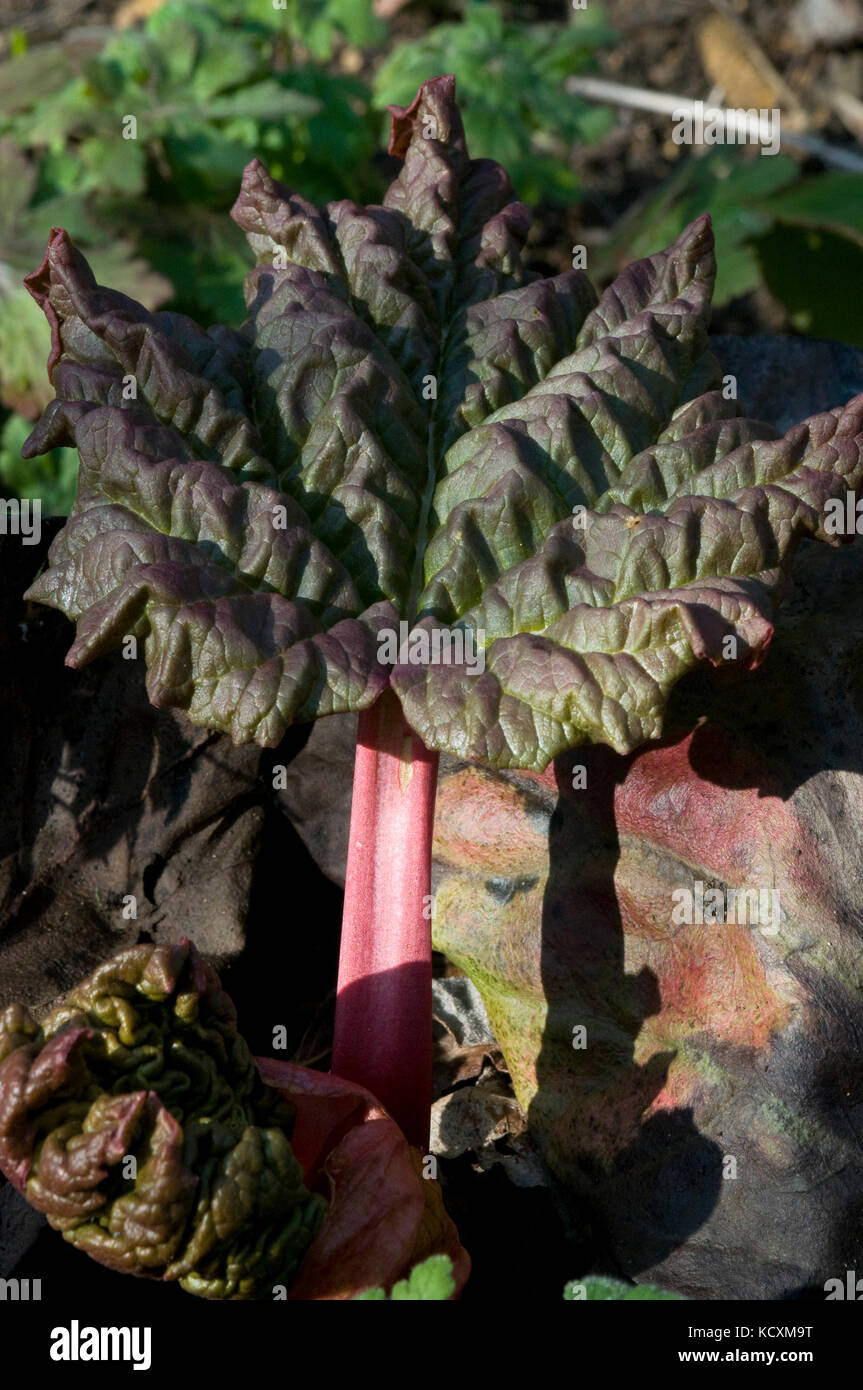 Rhubarb leaf in early spring Stock Photo - Alamy