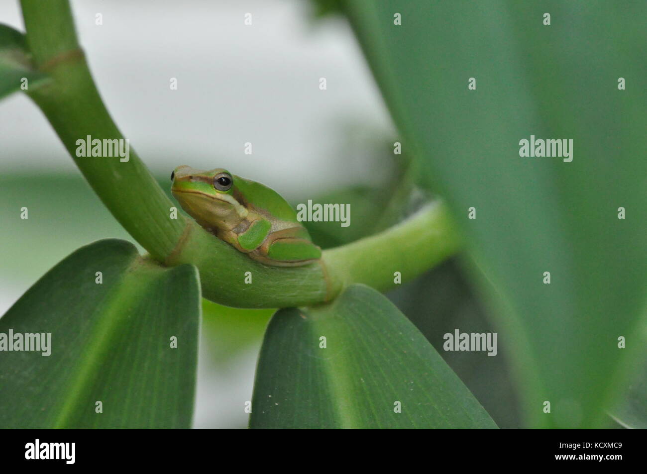 Eastern Dwarf Treefrog (Litoria fallax) in a ginger plant, Townsville ...