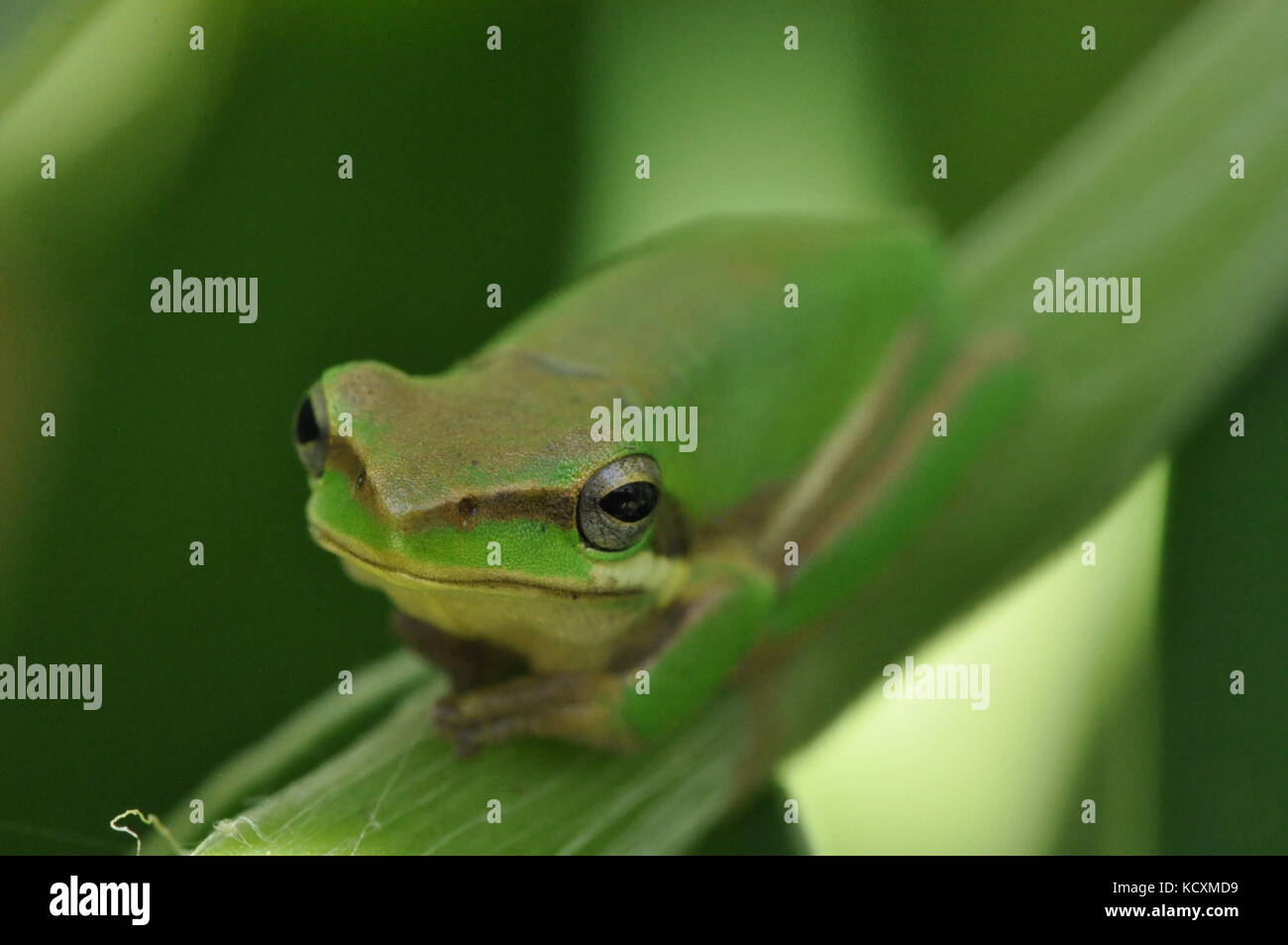 Eastern dwarf treefrog hi-res stock photography and images - Alamy
