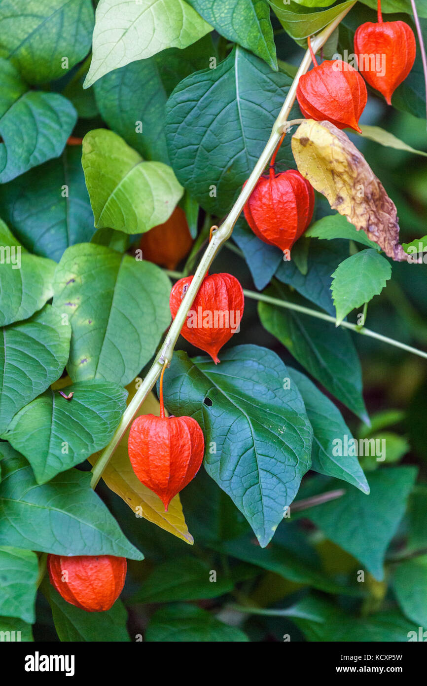 Chinese Lantern Plant Foliage