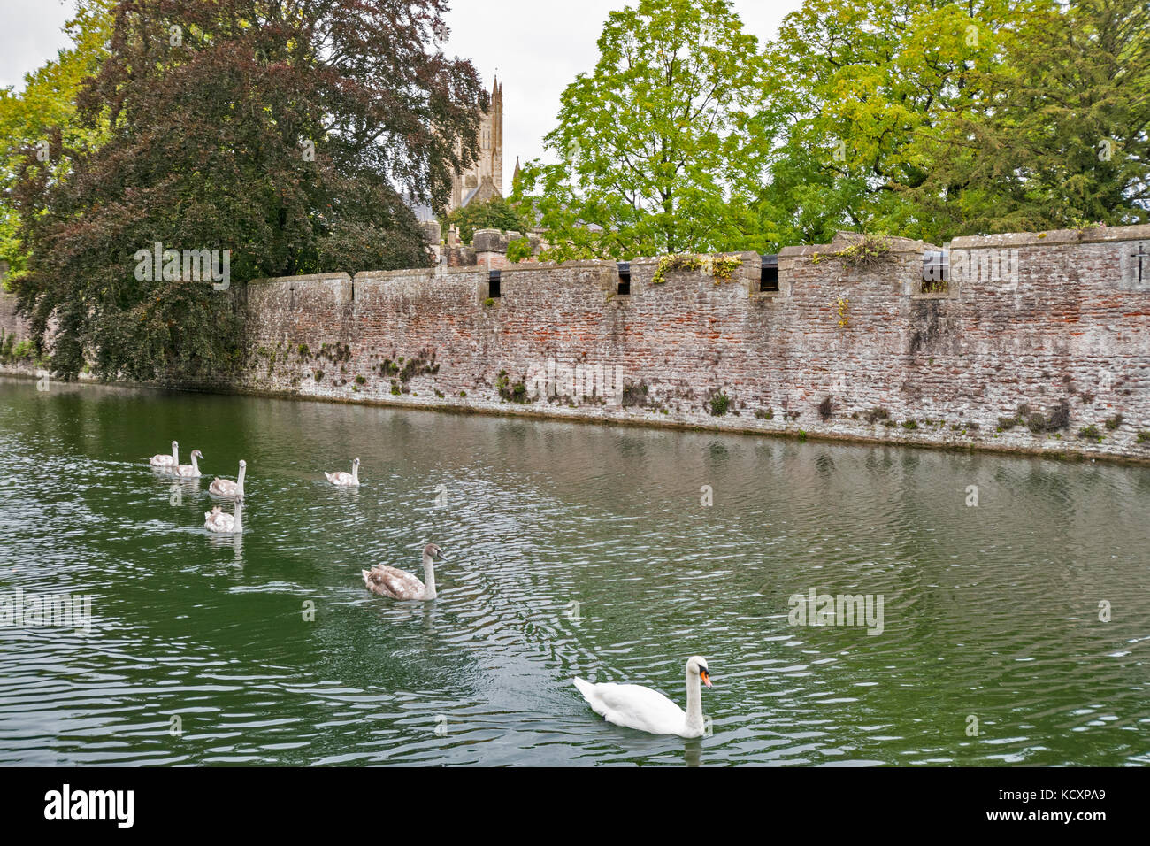WELLS CITY SOMERSET ENGLAND BISHOPS PALACE WALLS AND MOAT WITH SWANS ...