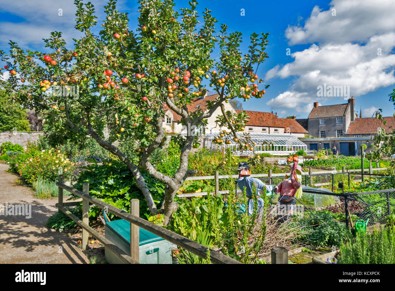 WELLS SOMERSET ENGLAND THE BISHOPS PALACE GARDENS APPLE TREE WITH RIPE ...