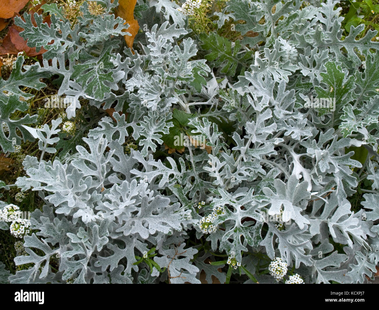 Senecio cineraria "Silver Dust" shrub Stock Photo - Alamy
