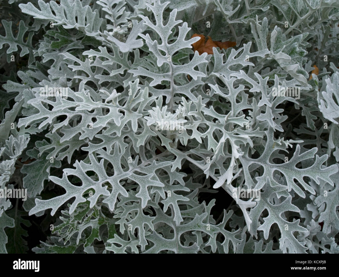 Senecio cineraria "Silver Dust" shrub Stock Photo - Alamy