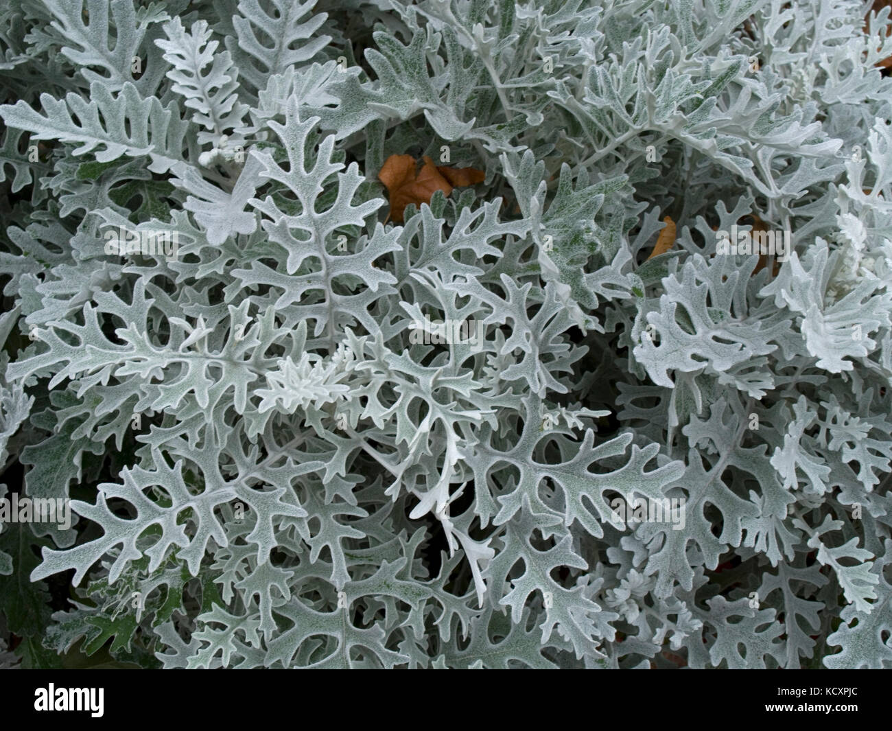 Senecio cineraria "Silver Dust" shrub Stock Photo - Alamy