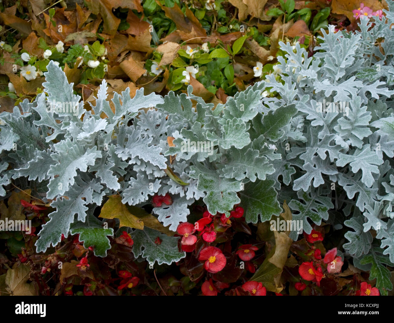 Senecio cineraria "Silver Dust" shrub Stock Photo - Alamy