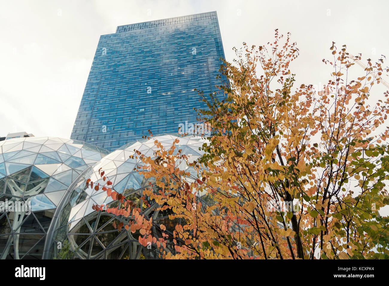 Amazon spheres tree hi-res stock photography and images - Alamy