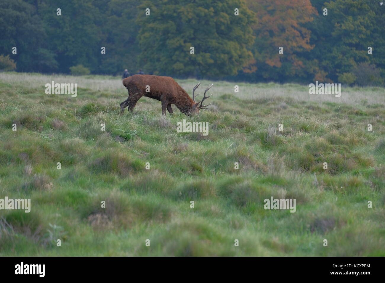 stag in park Stock Photo - Alamy