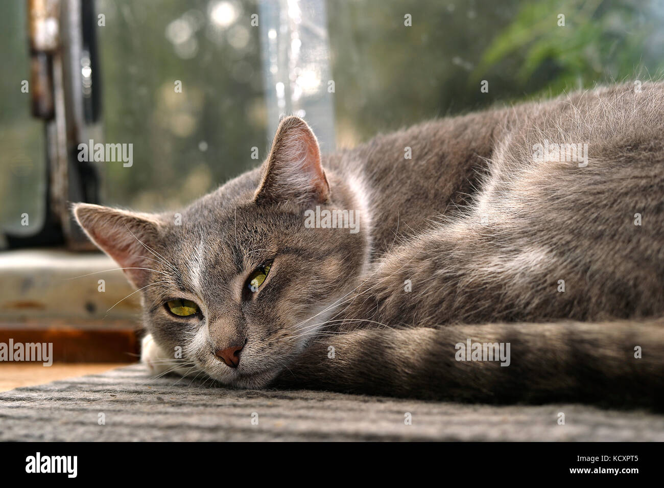 Gray striped cat looks sad at camera Stock Photo - Alamy