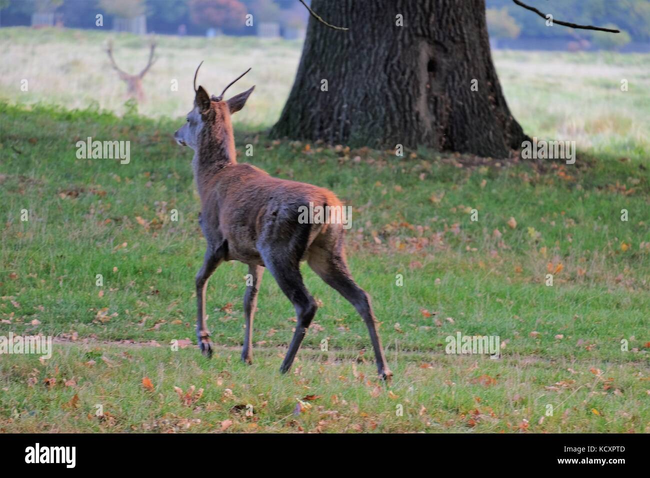 stag in park Stock Photo - Alamy