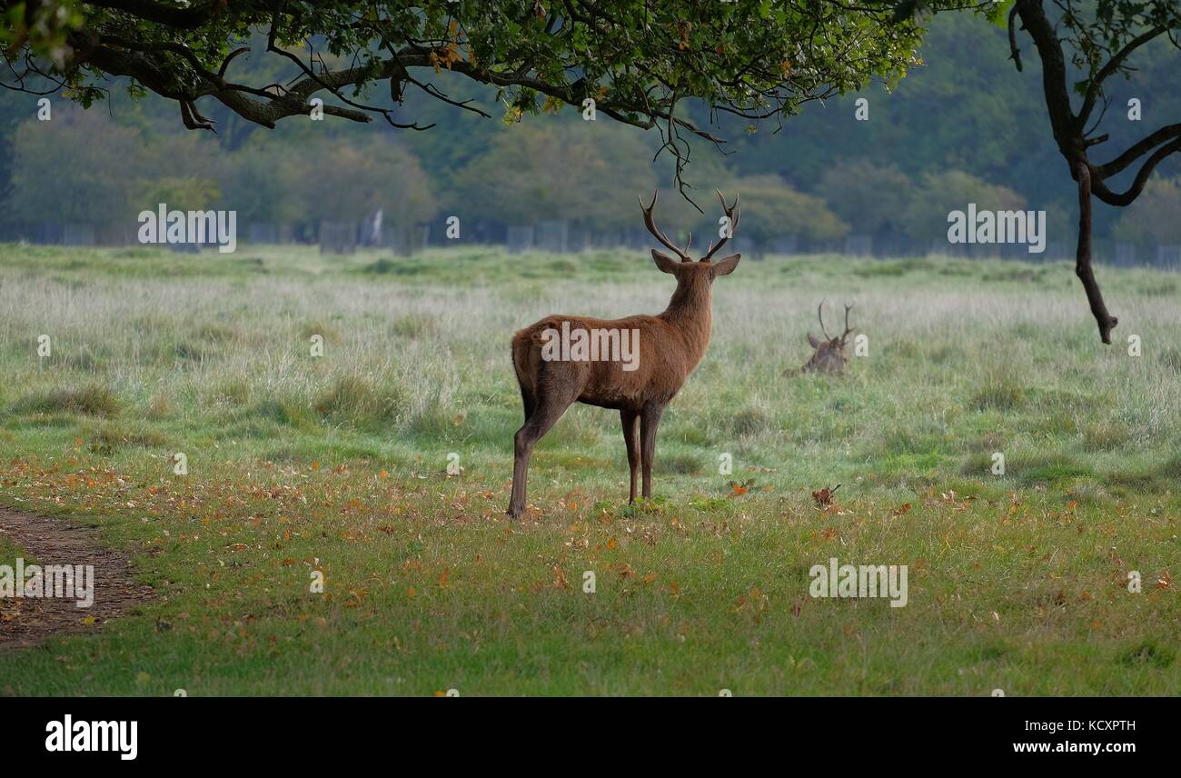 wild stag park Stock Photo - Alamy