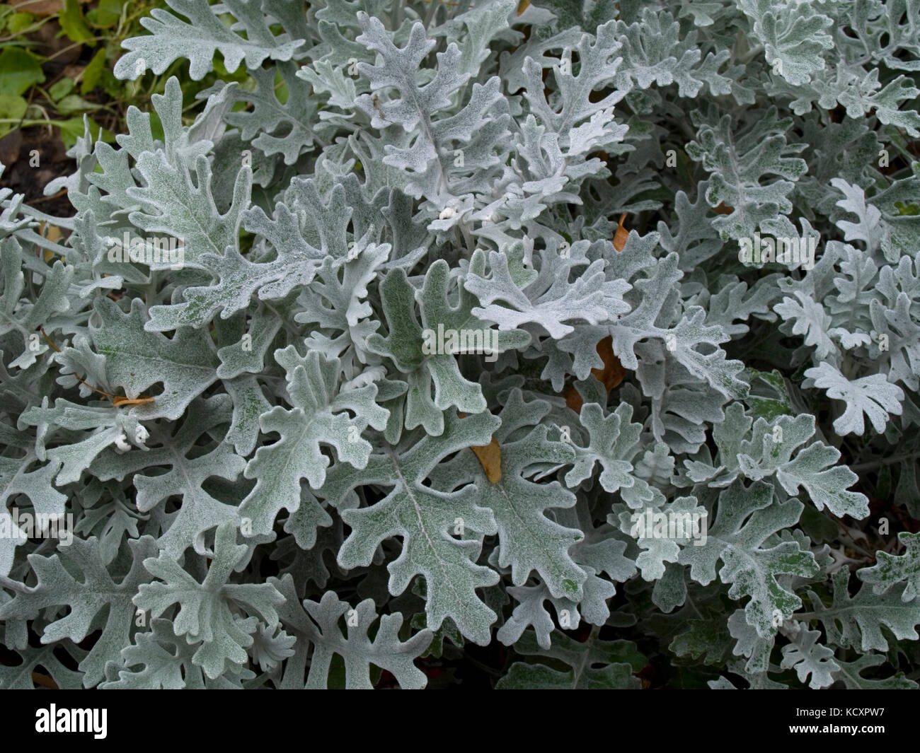 Senecio cineraria "Silver Dust" shrub Stock Photo - Alamy