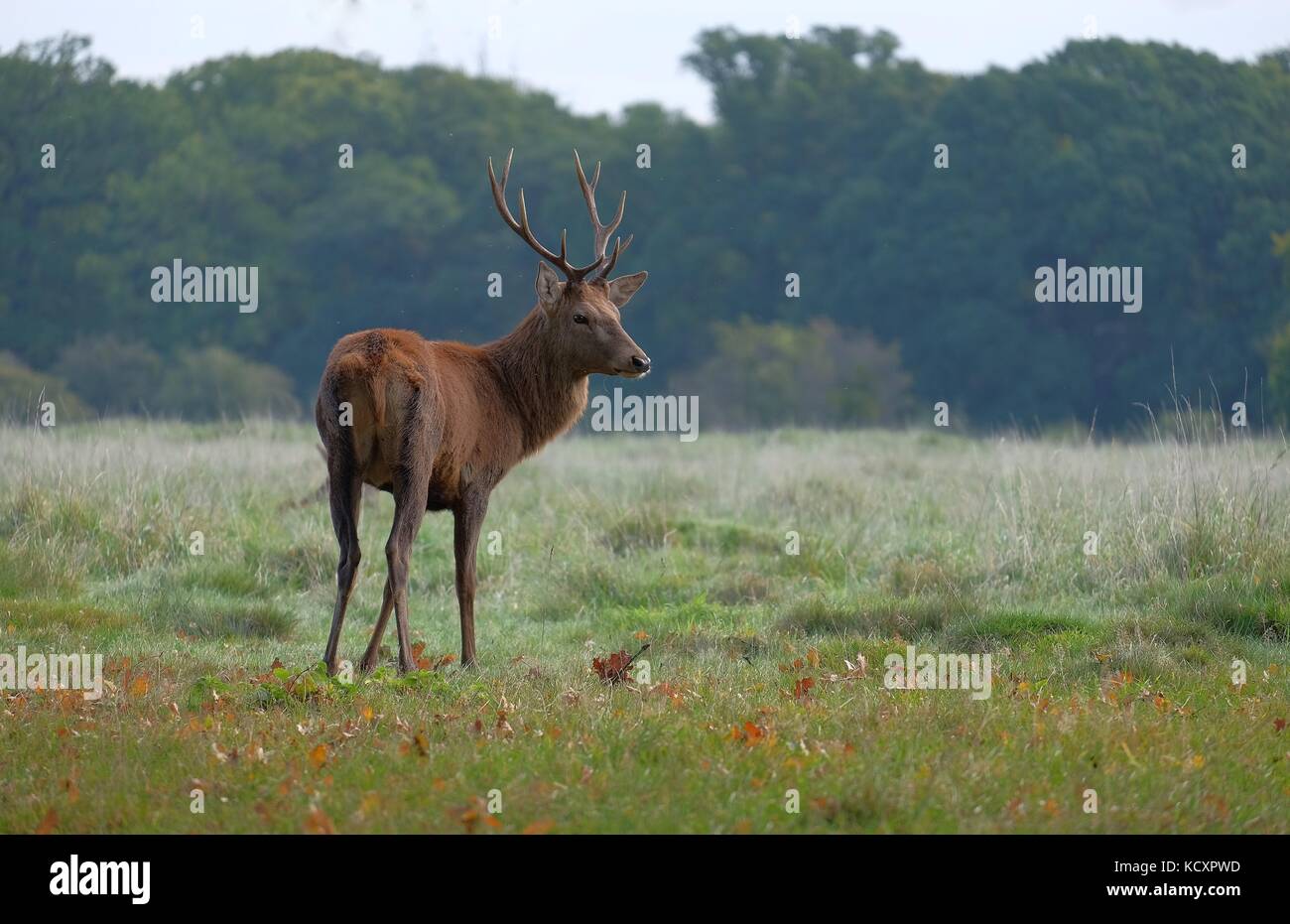stag in park Stock Photo - Alamy