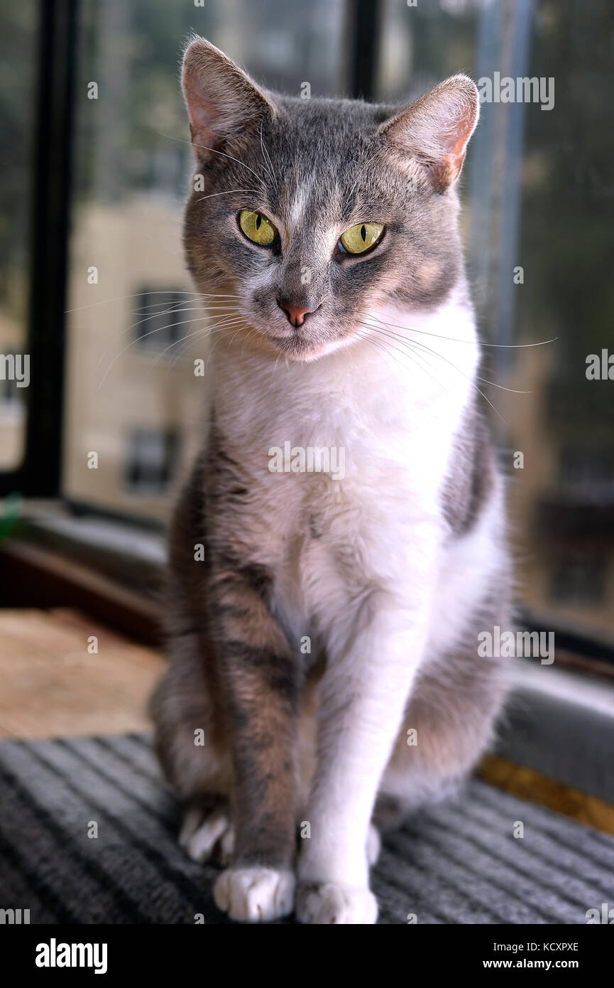 Gray striped cat looks sad at camera Stock Photo - Alamy