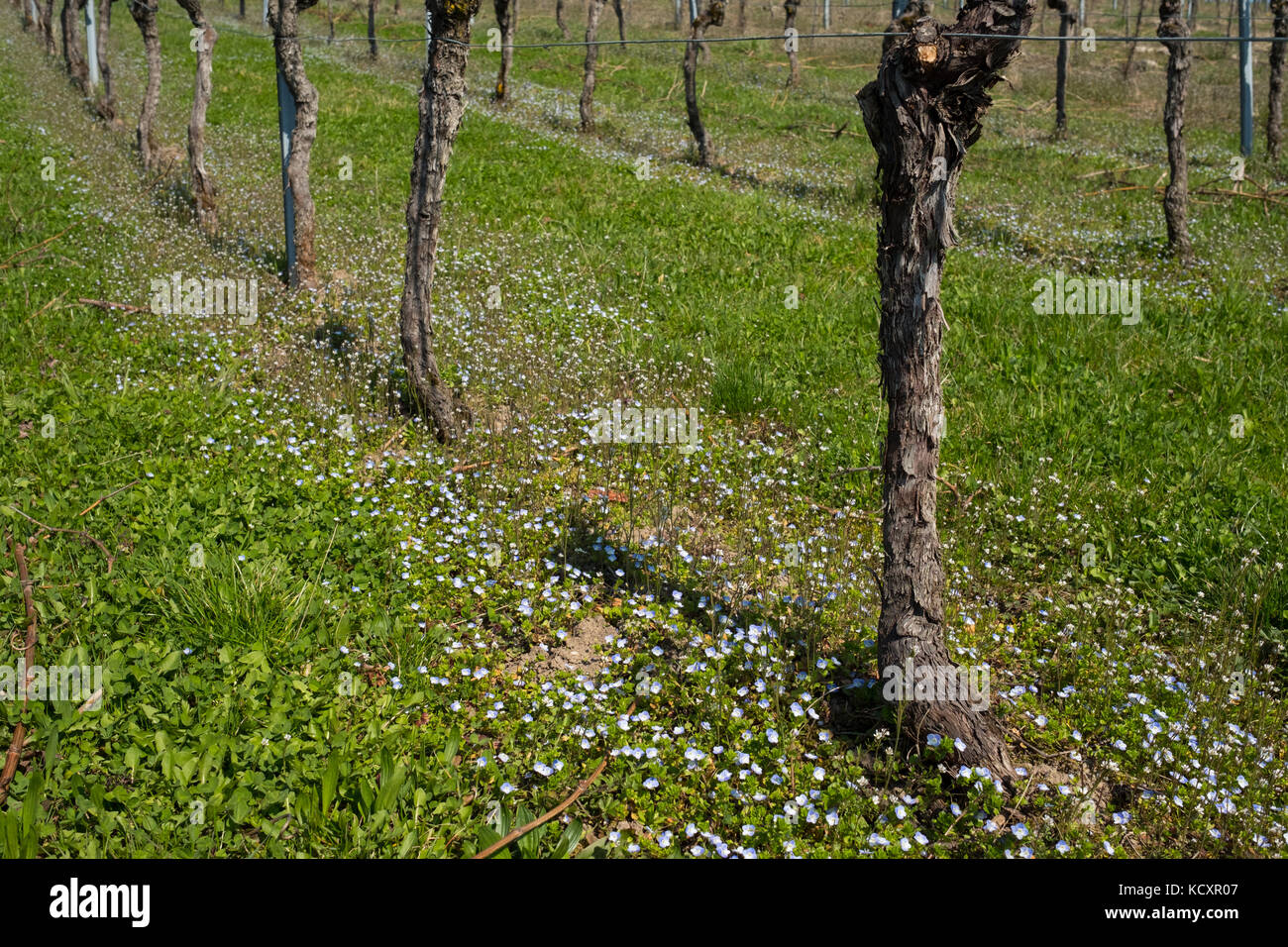 Vines in a vineyard with forget-me-not flowers in spring Stock Photo ...