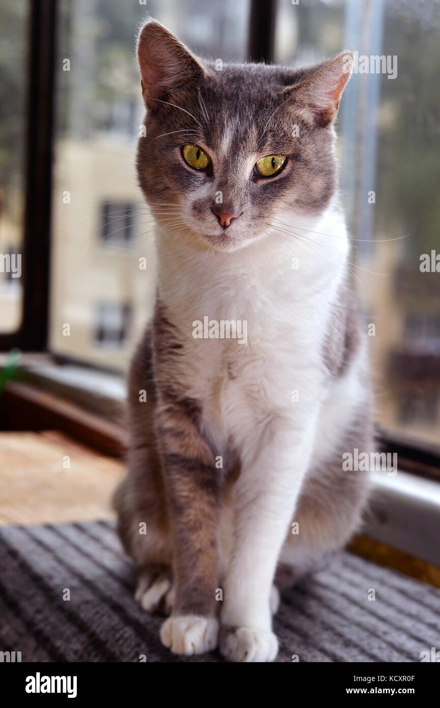 Gray striped cat looks sad at camera Stock Photo - Alamy