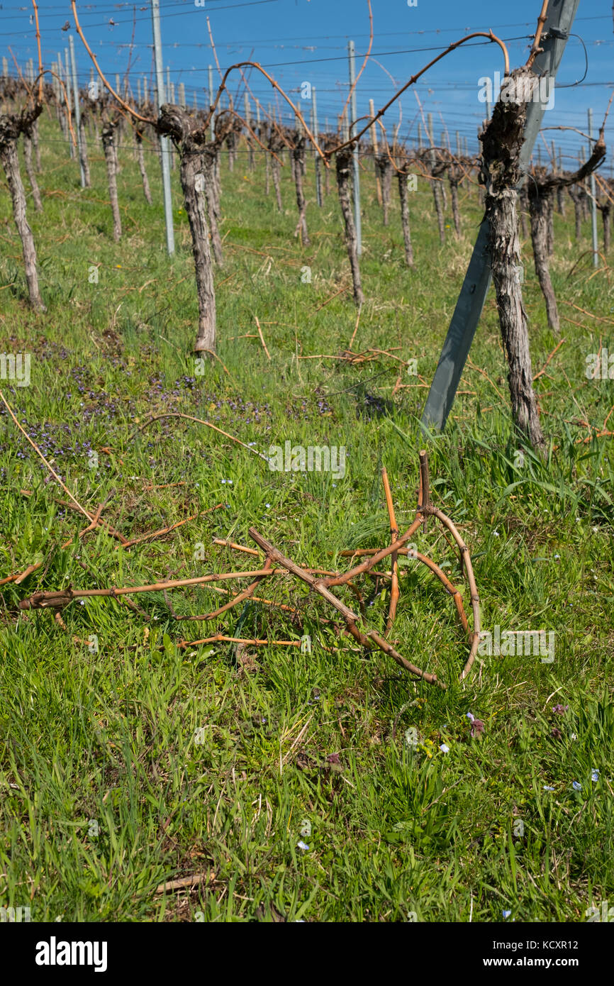 Waste of pruning in a vineyard in spring Stock Photo - Alamy