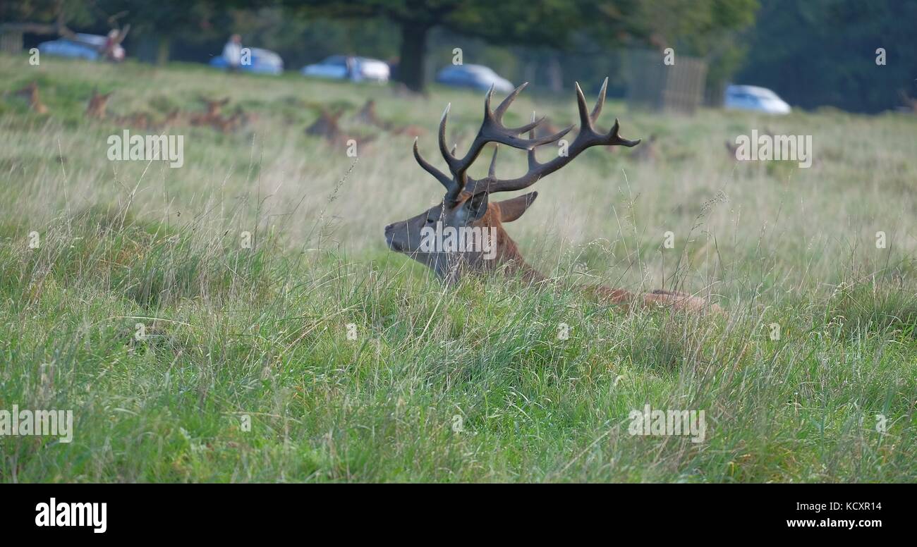stag in park Stock Photo - Alamy