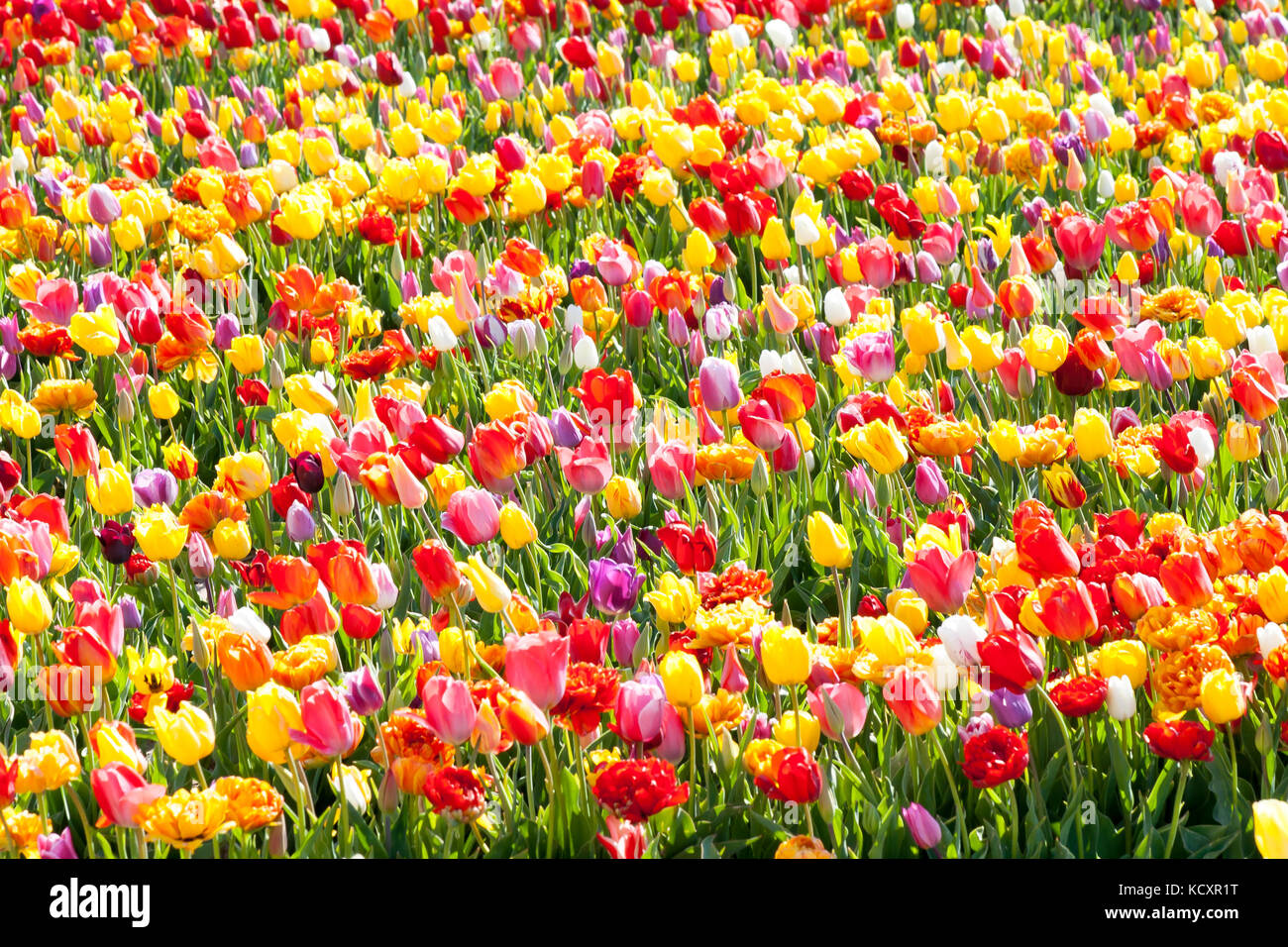 tulip. Colorful tulips in the garden Stock Photo - Alamy