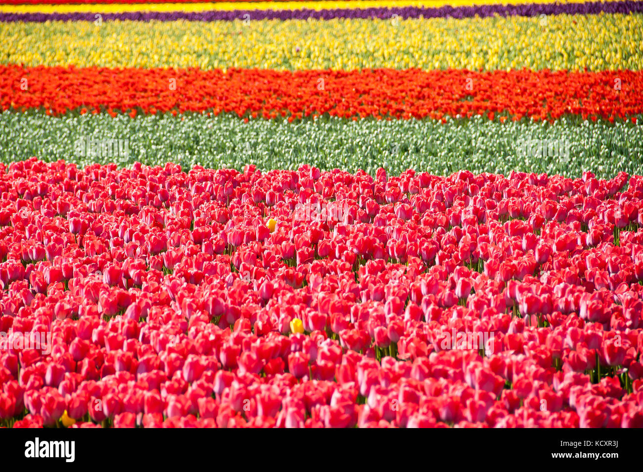tulip. Colorful tulips in the garden Stock Photo - Alamy