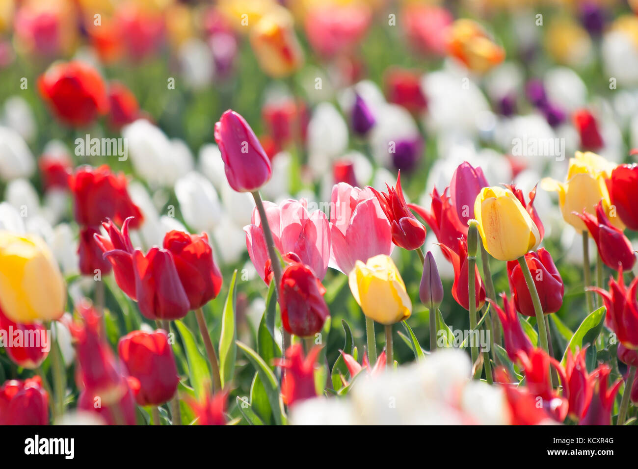 tulip. Colorful tulips in the garden Stock Photo - Alamy