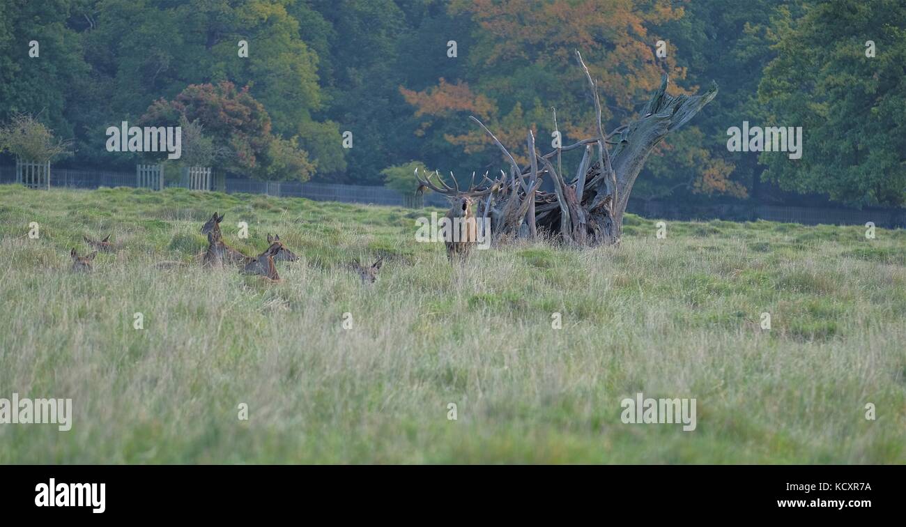 wild stag park Stock Photo - Alamy