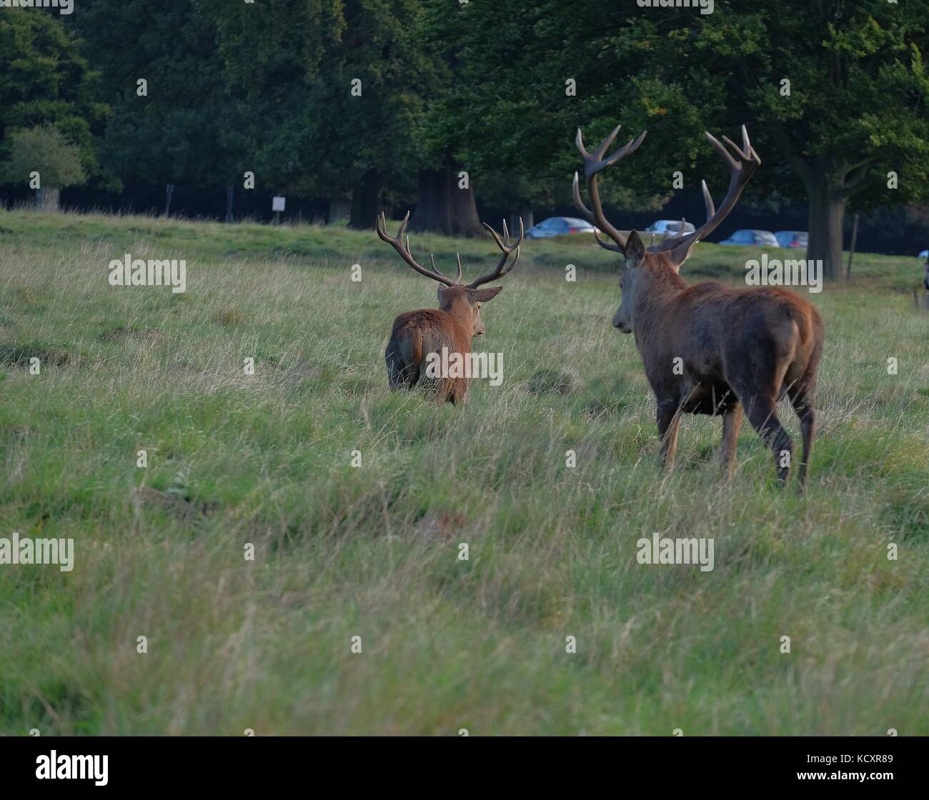 stag in park Stock Photo - Alamy