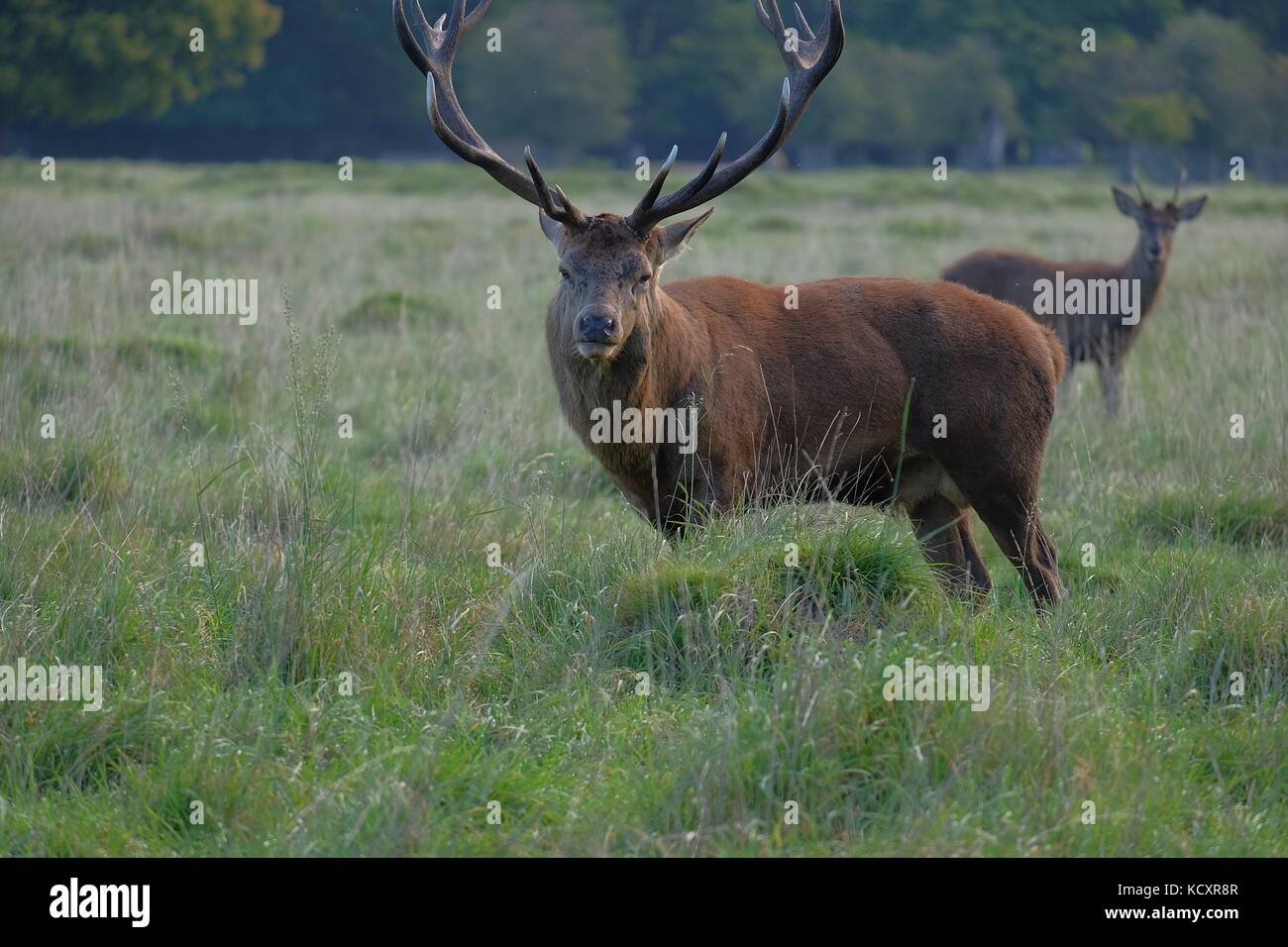 stag in park Stock Photo - Alamy
