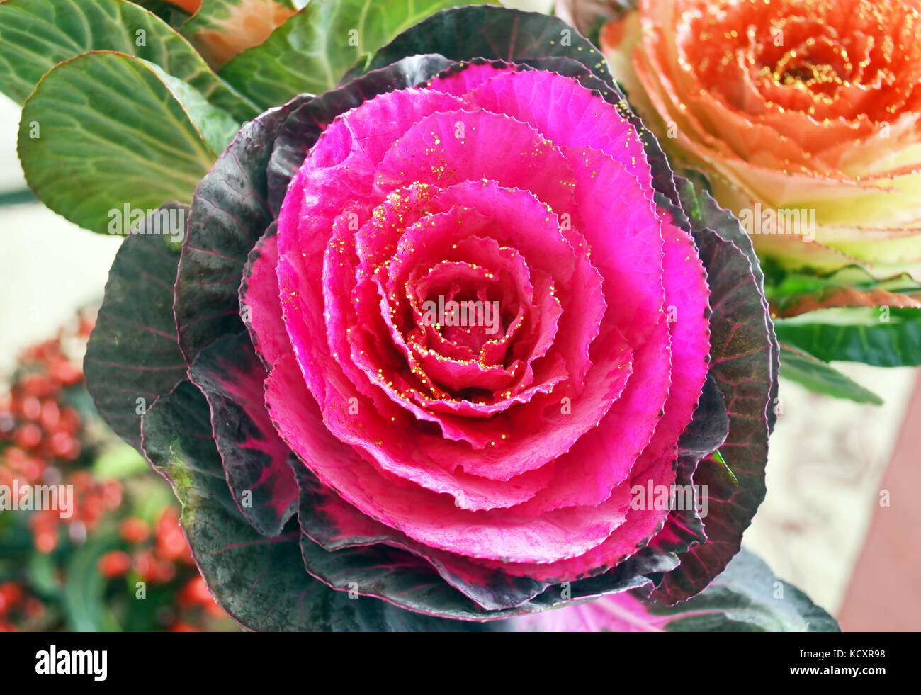 pink Christmas rose with big petals and glitter Stock Photo - Alamy