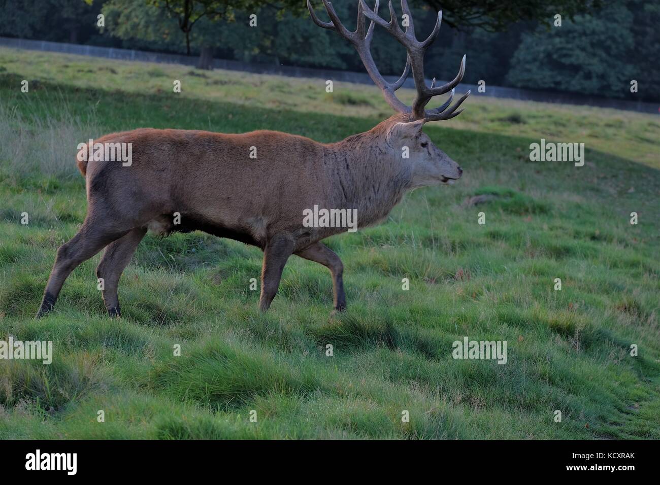 stag in park Stock Photo - Alamy