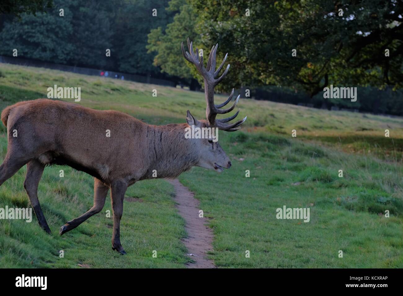 wild stag park Stock Photo - Alamy