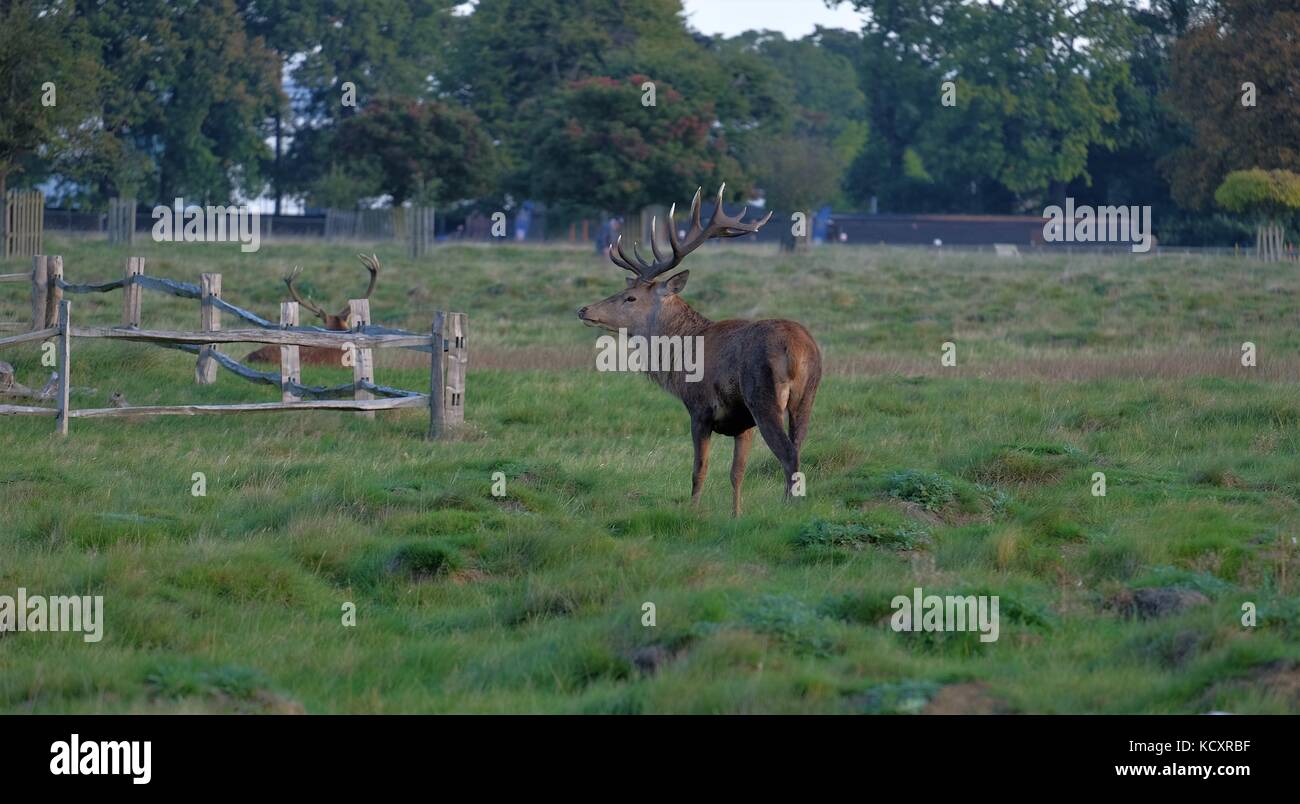 stag in park Stock Photo - Alamy