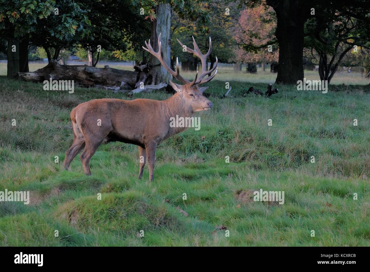 stag in park Stock Photo - Alamy