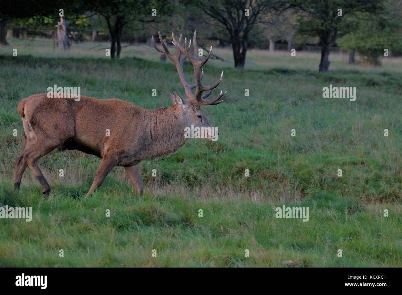 stag in park Stock Photo - Alamy