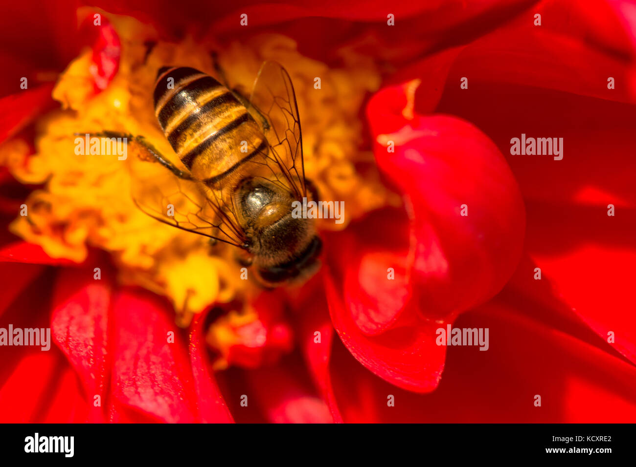 Veritable insects hi-res stock photography and images - Alamy