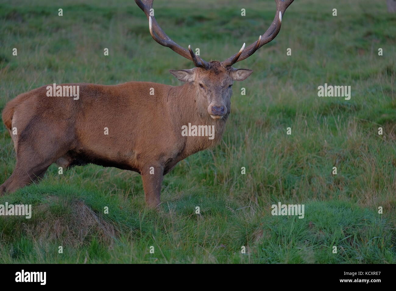 stag in park Stock Photo - Alamy