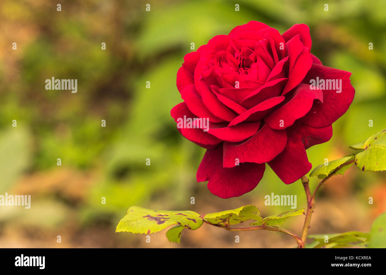 Red Rose Flower close up background Stock Photo - Alamy