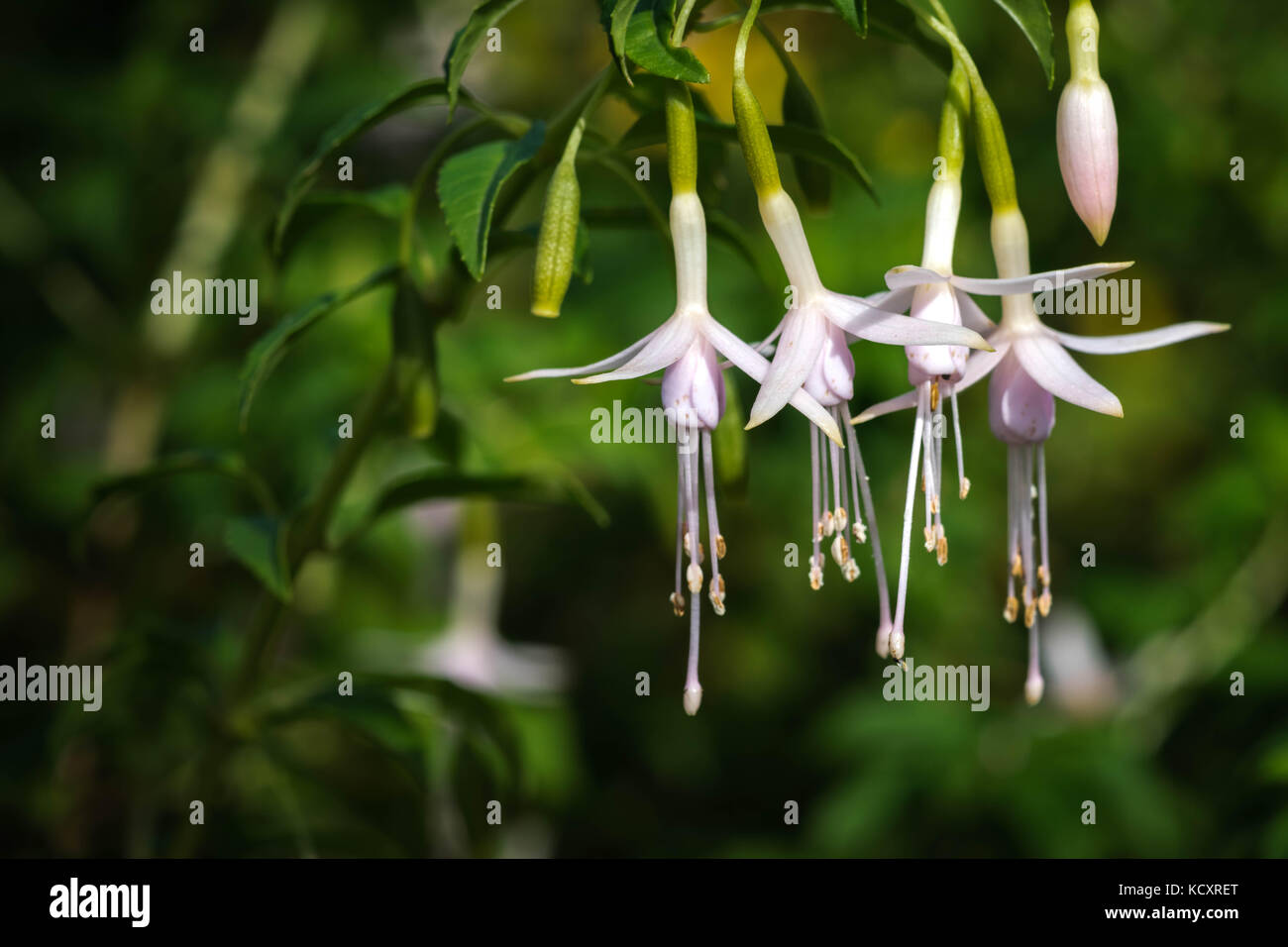 All White Fuchsia Flower High Resolution Stock Photography and Images ...