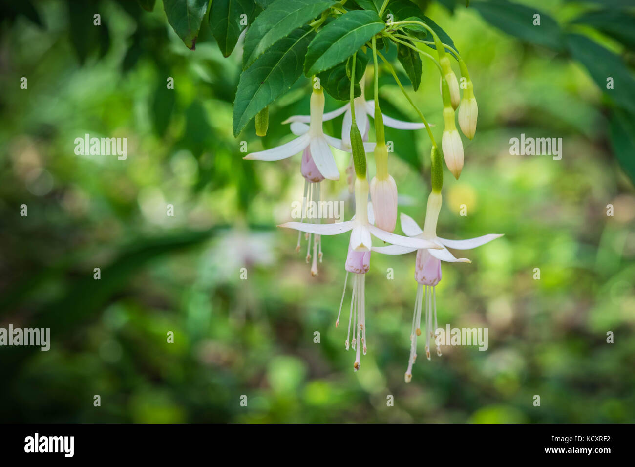 All white fuchsia flower hi-res stock photography and images - Alamy