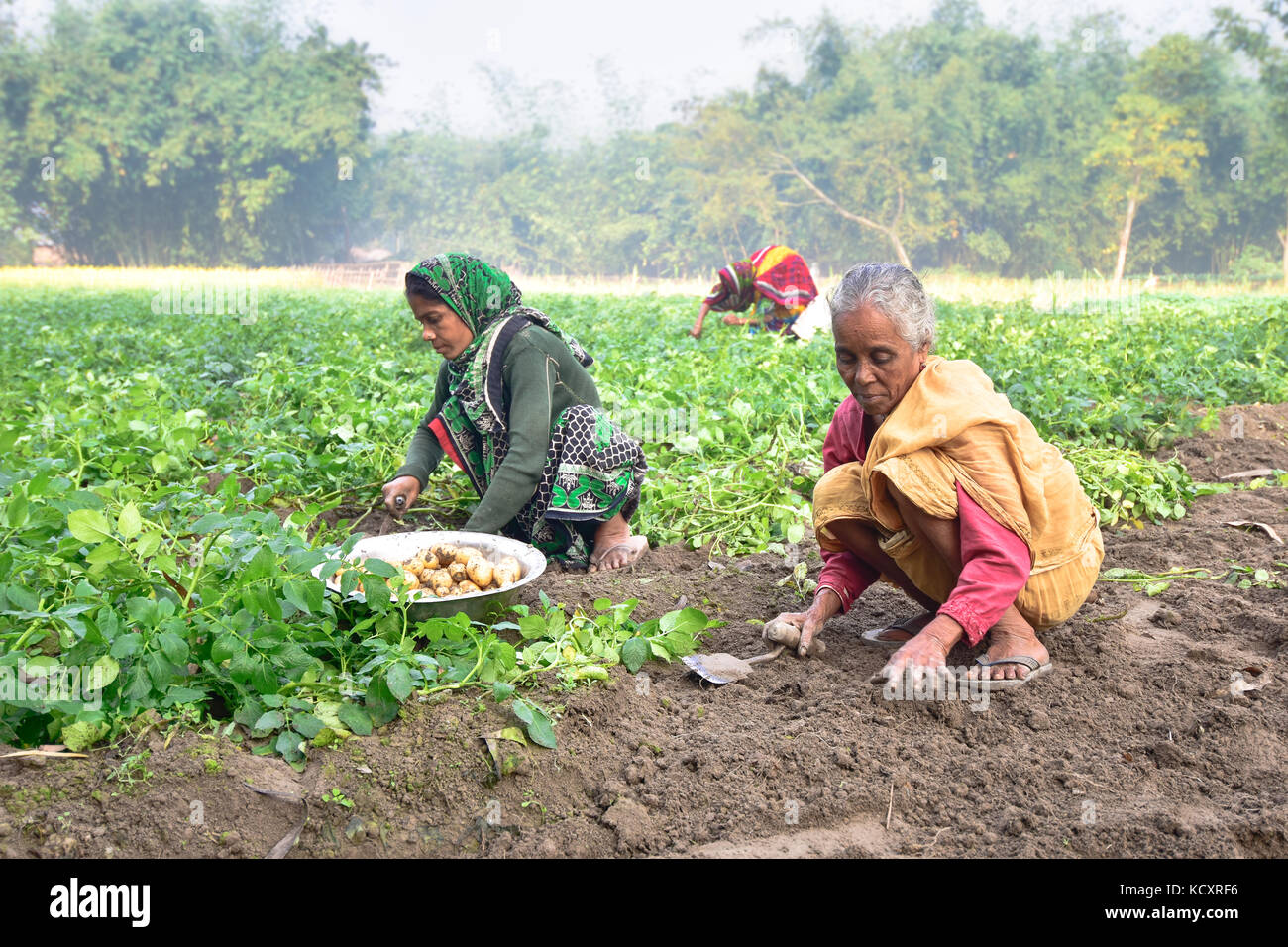 Agricultural livelihood hi-res stock photography and images - Alamy