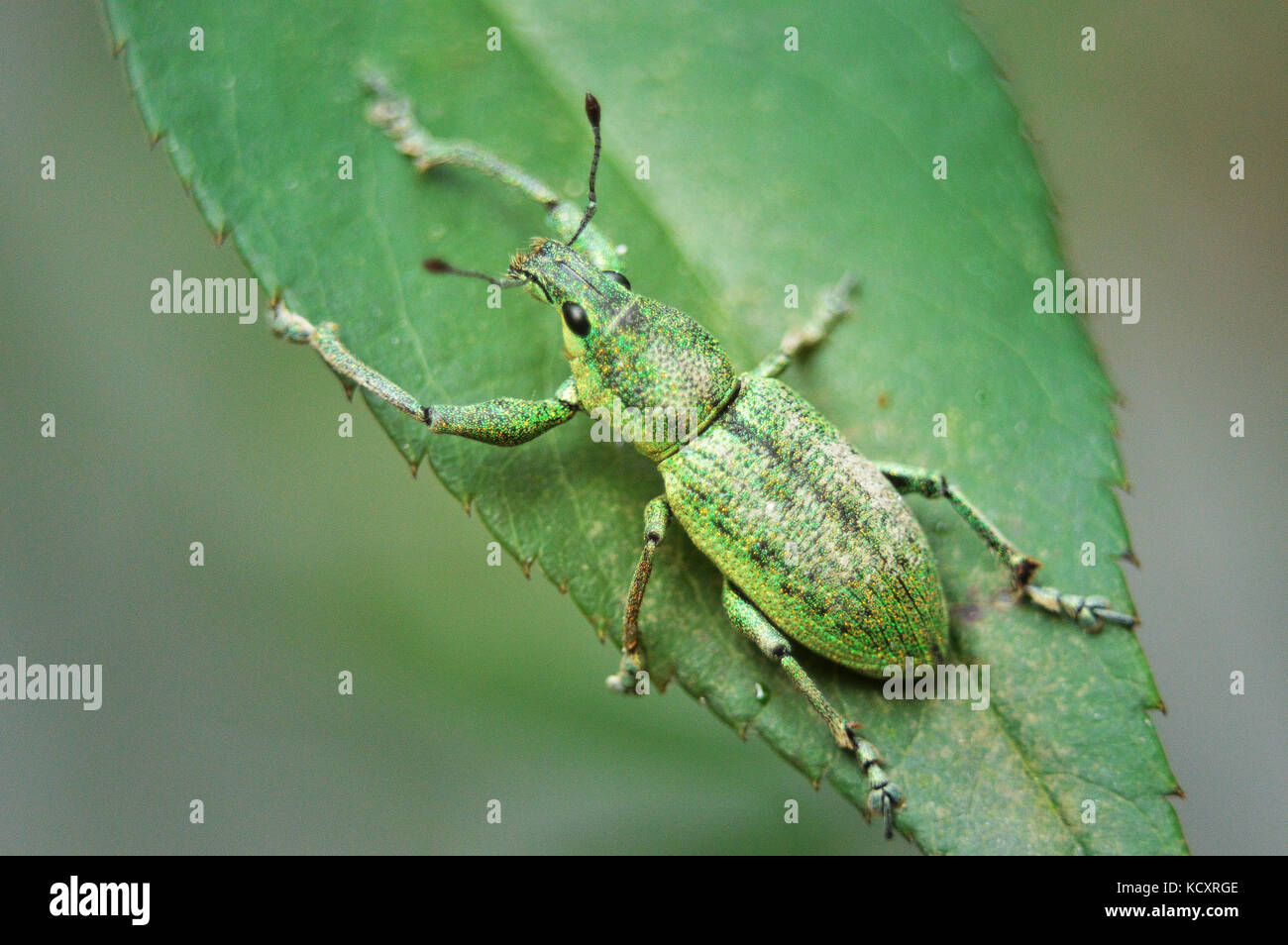Indian rice spider hi-res stock photography and images - Alamy
