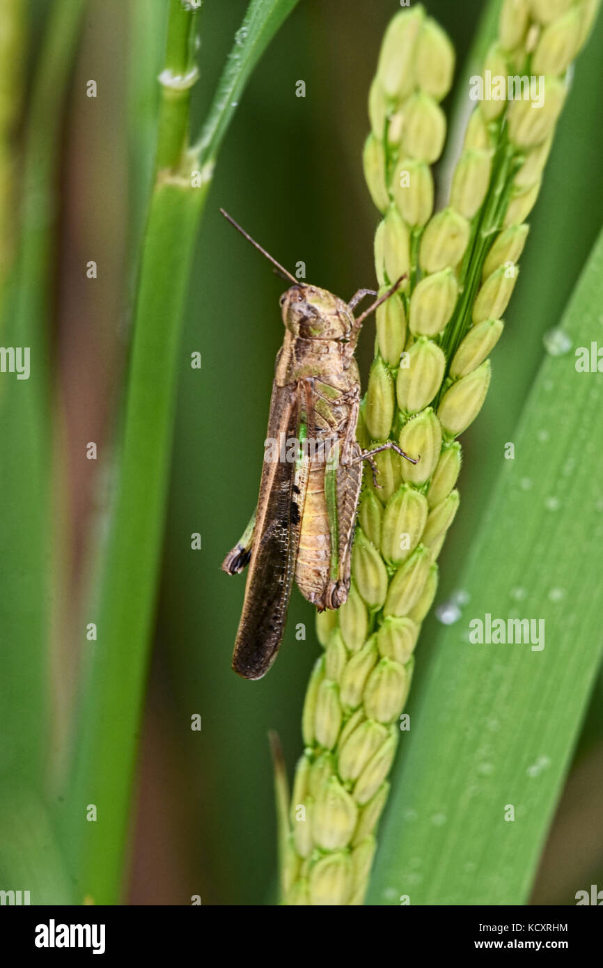Indian rice spider hi-res stock photography and images - Alamy