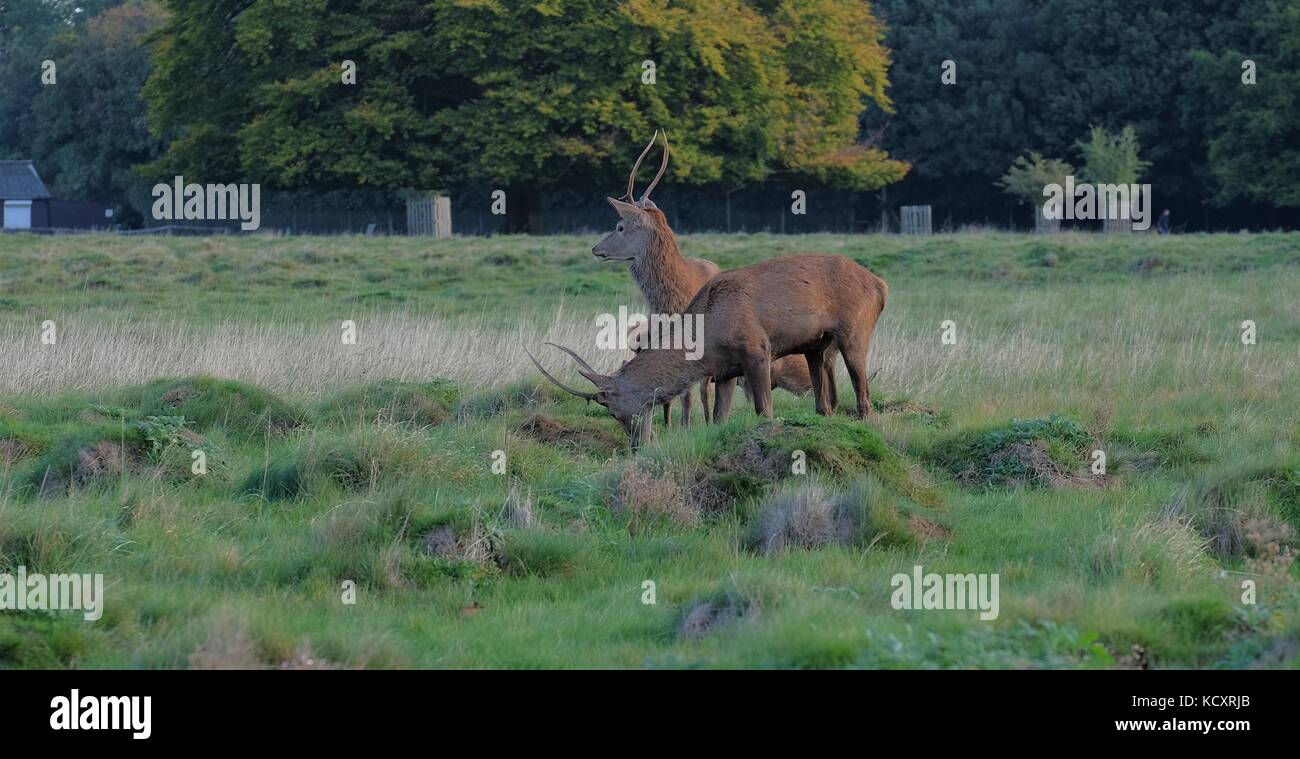 stag in park Stock Photo - Alamy