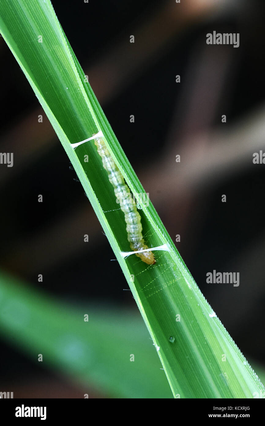Rice insect pest hi-res stock photography and images - Alamy