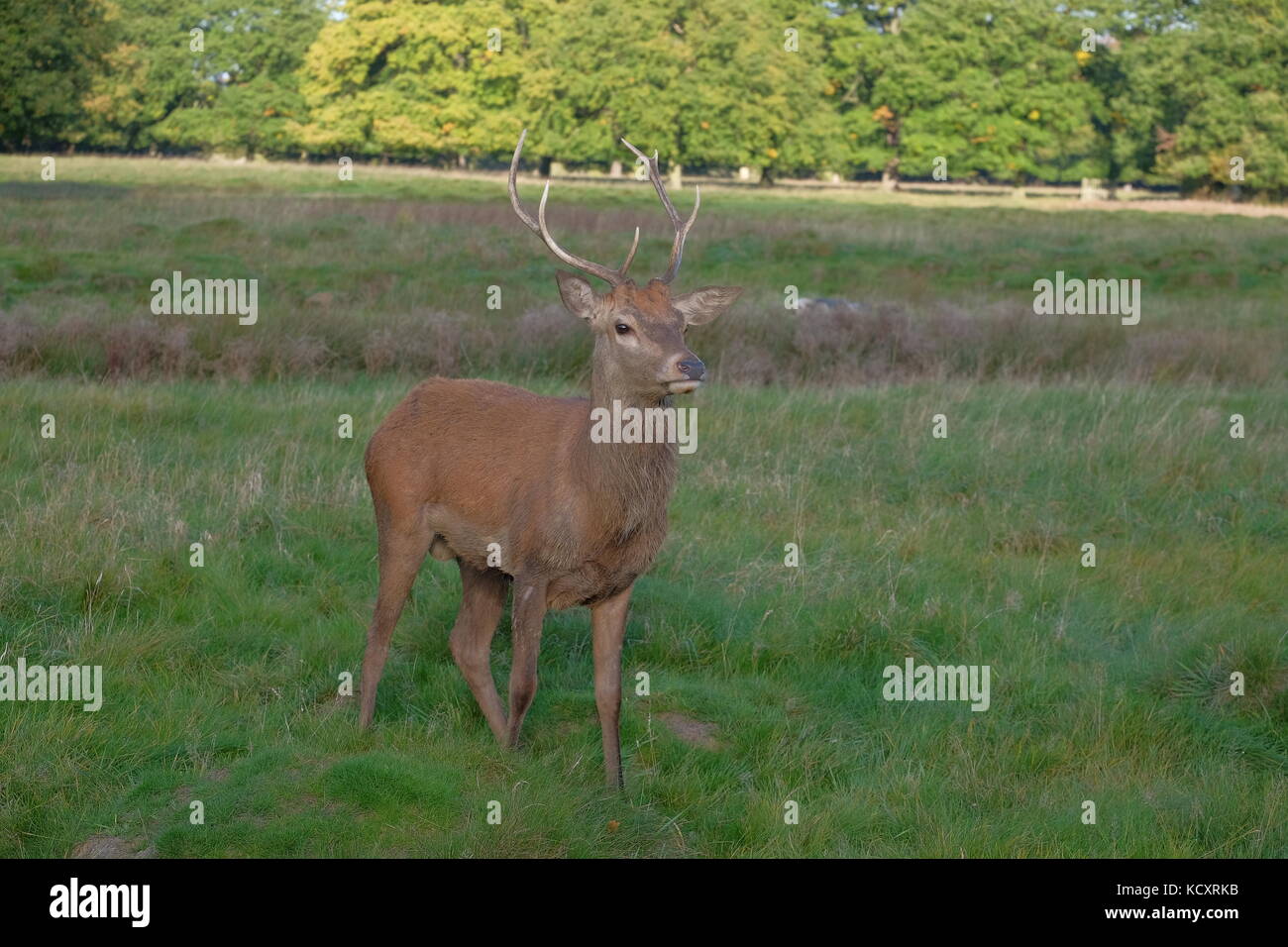 stag in park Stock Photo - Alamy